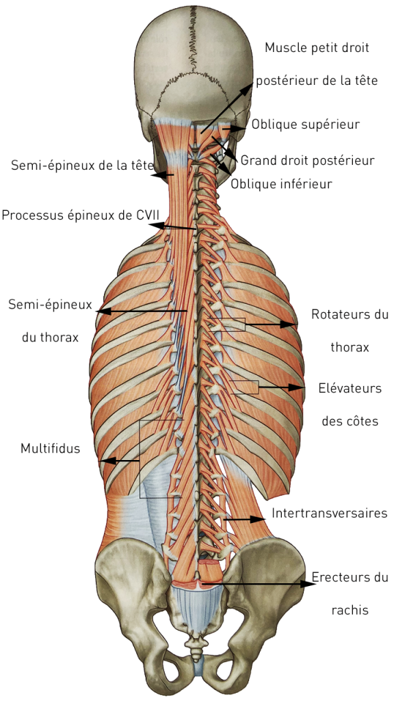 LES MUSCLES DU DOS - Choose 2 Change