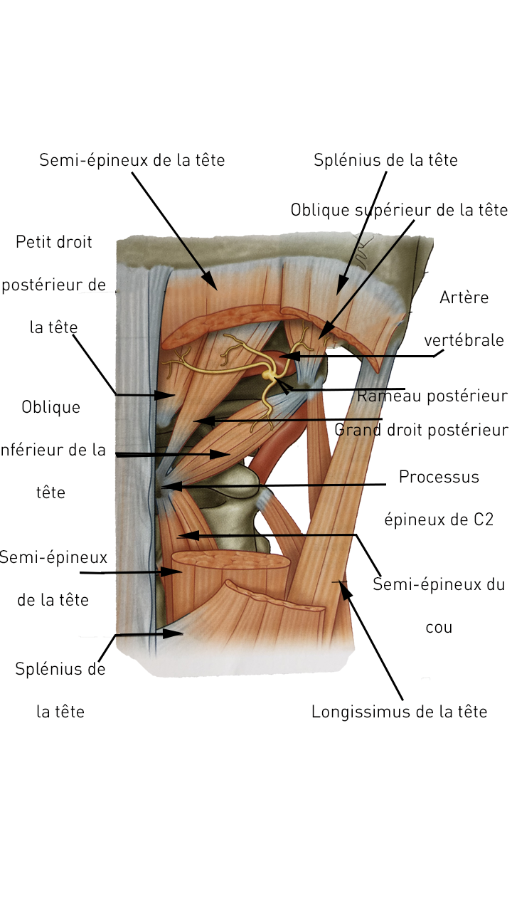 LES MUSCLES DU DOS - Choose 2 Change